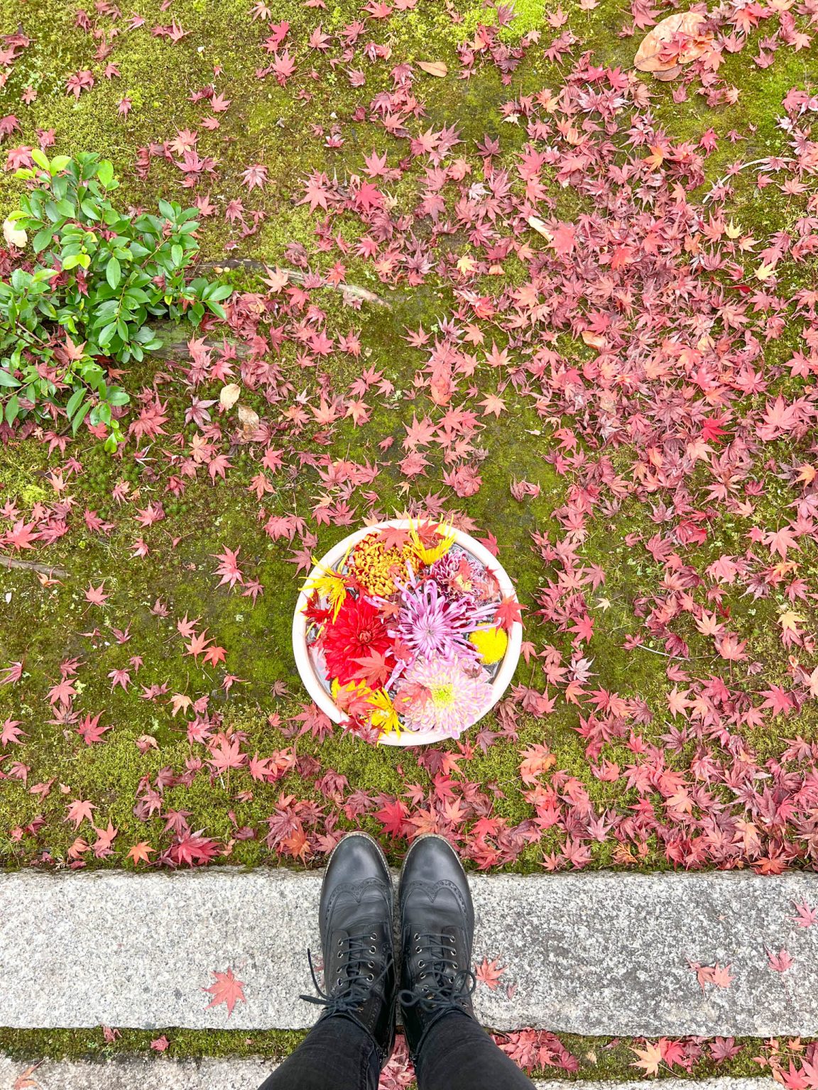 Guide to Fall Foliage in Kyoto, Japan | Daydreaming Travels